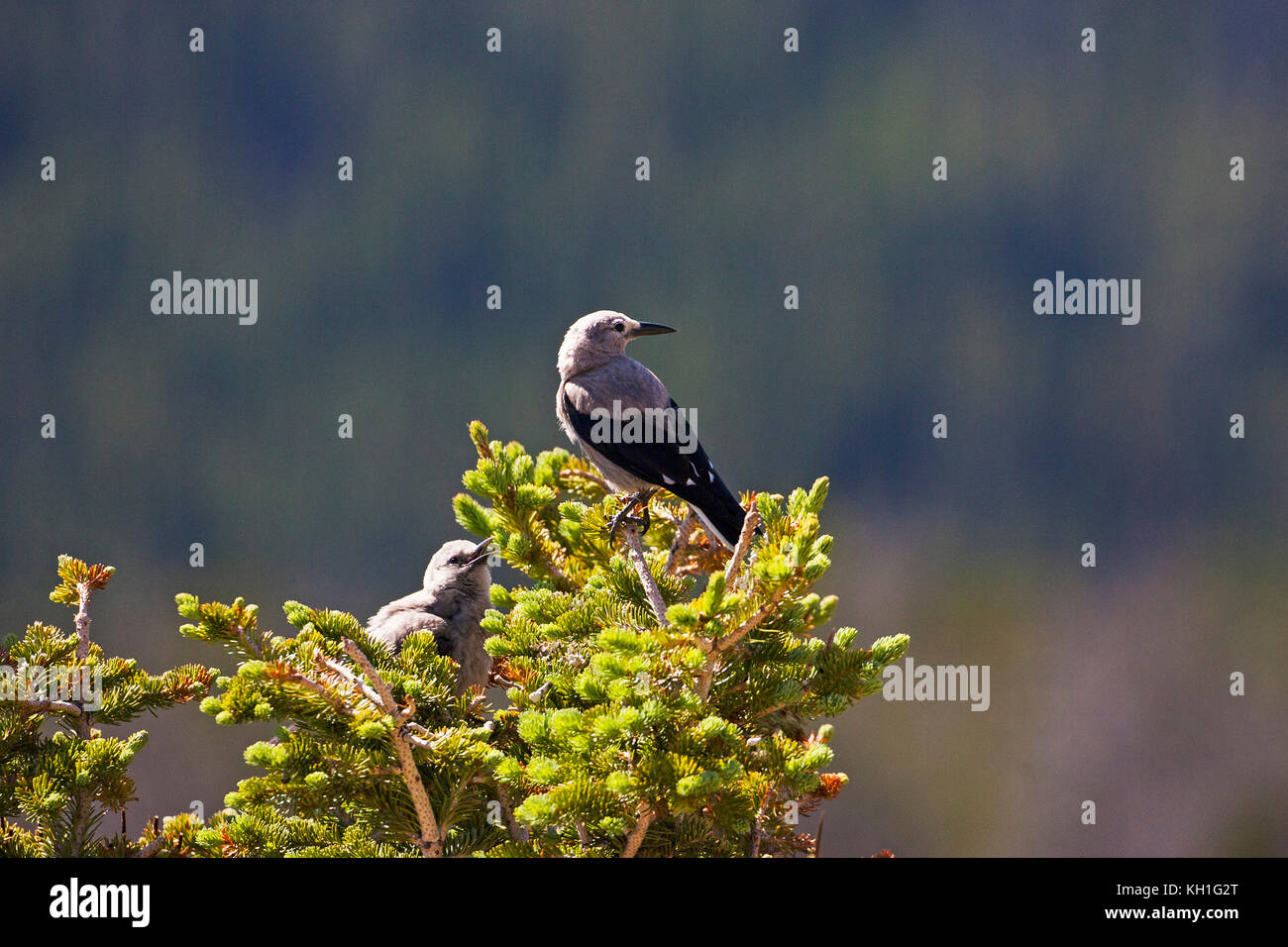 Clarks nutcracker bird in rocky hi-res stock photography and images - Alamy