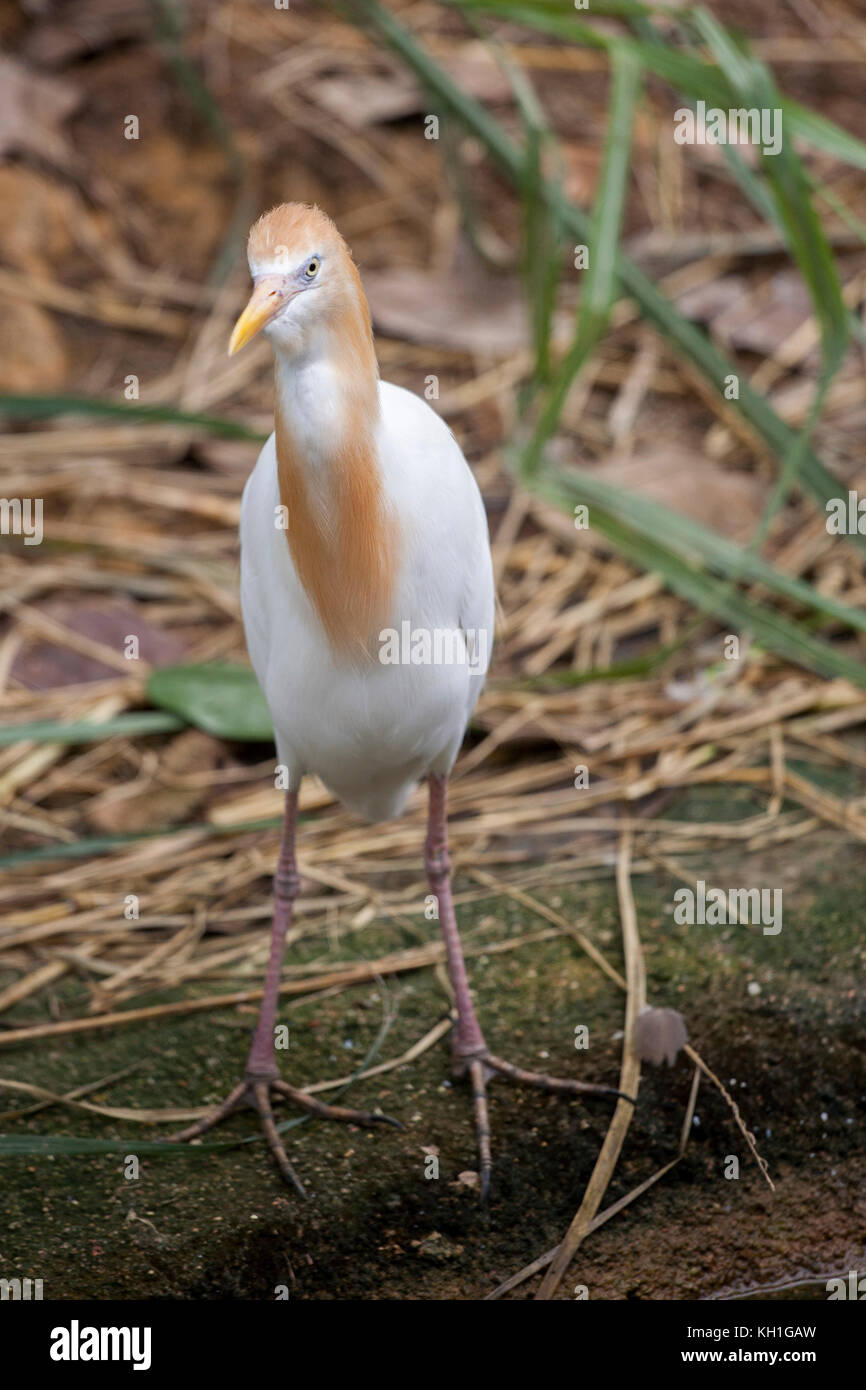 Golden Egret bird in Singapore. These egrets are small wading birds ...
