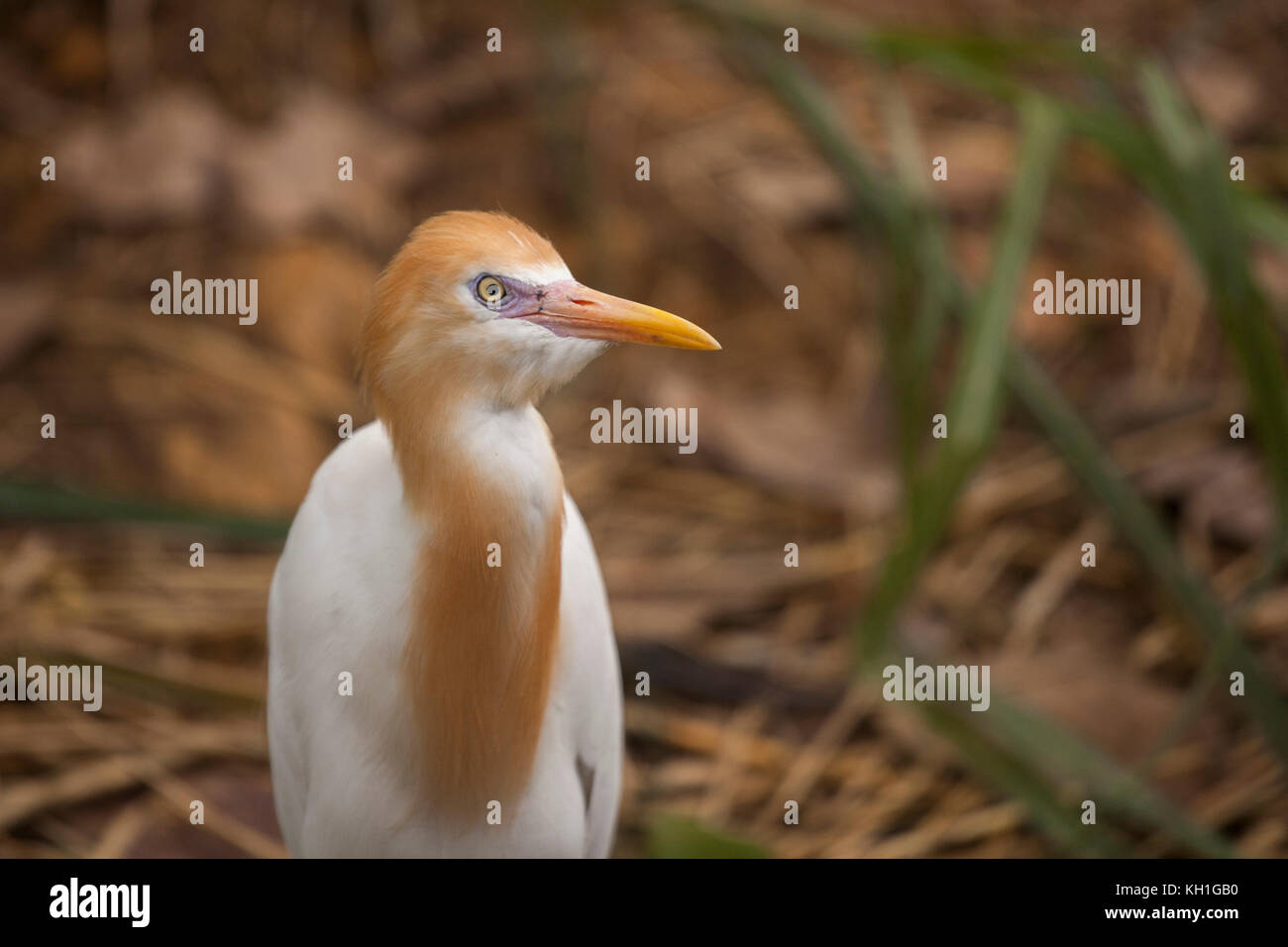 Golden Egret bird in Singapore. These egrets are small wading birds ...