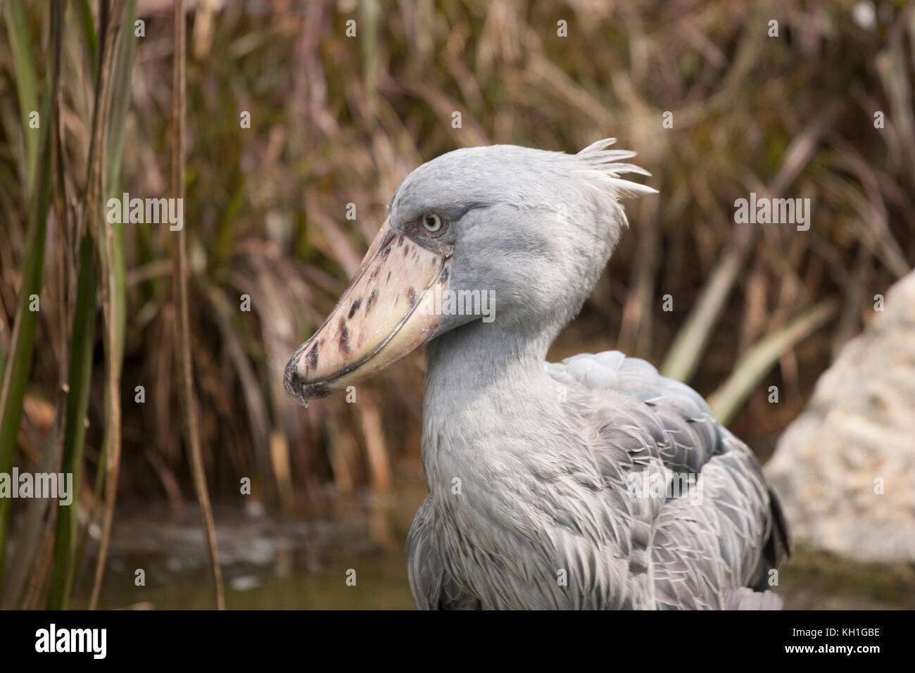 Shoebill stork wild hi-res stock photography and images - Alamy