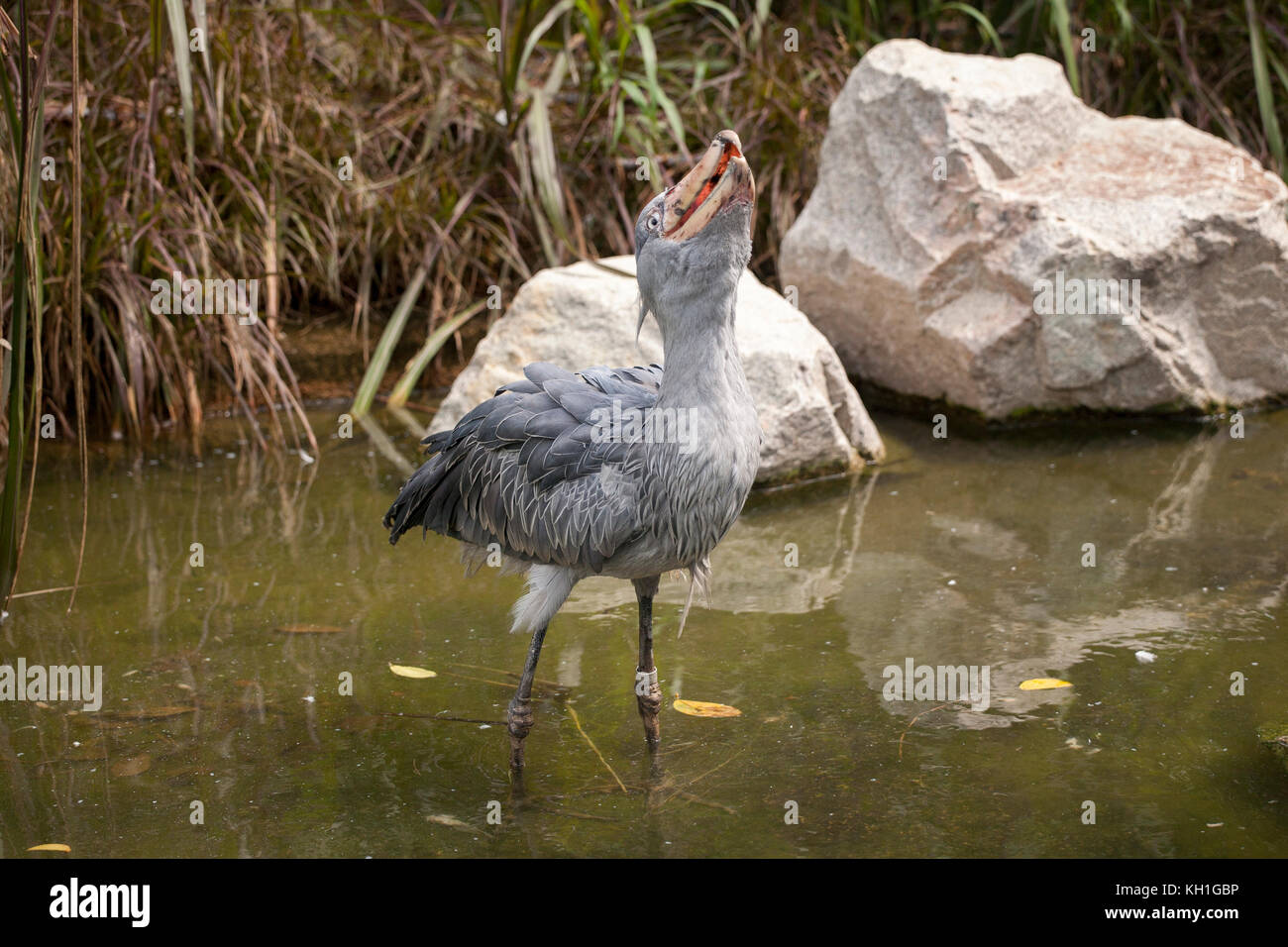 Shoe bill bird hi-res stock photography and images - Alamy