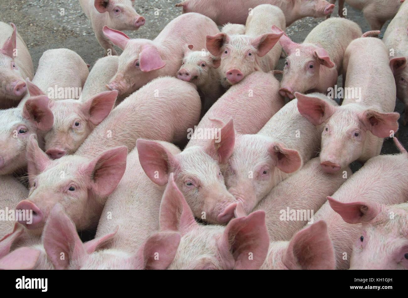 Livestock breeding. The farm pigs Stock Photo - Alamy