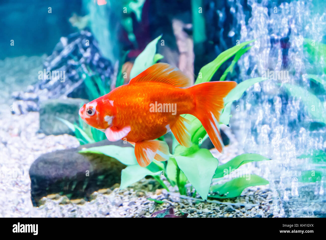 Photo of aquarium goldfish in blue water Stock Photo - Alamy