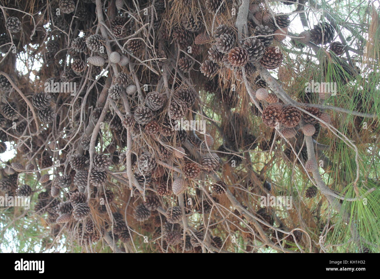 sicily, autumn, nature, cone, Taormina, tree Stock Photo - Alamy