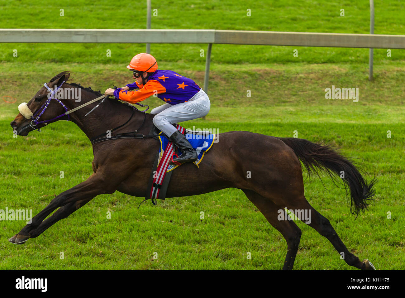Horse racing closeup overhead photo animal jockey running on grass ...