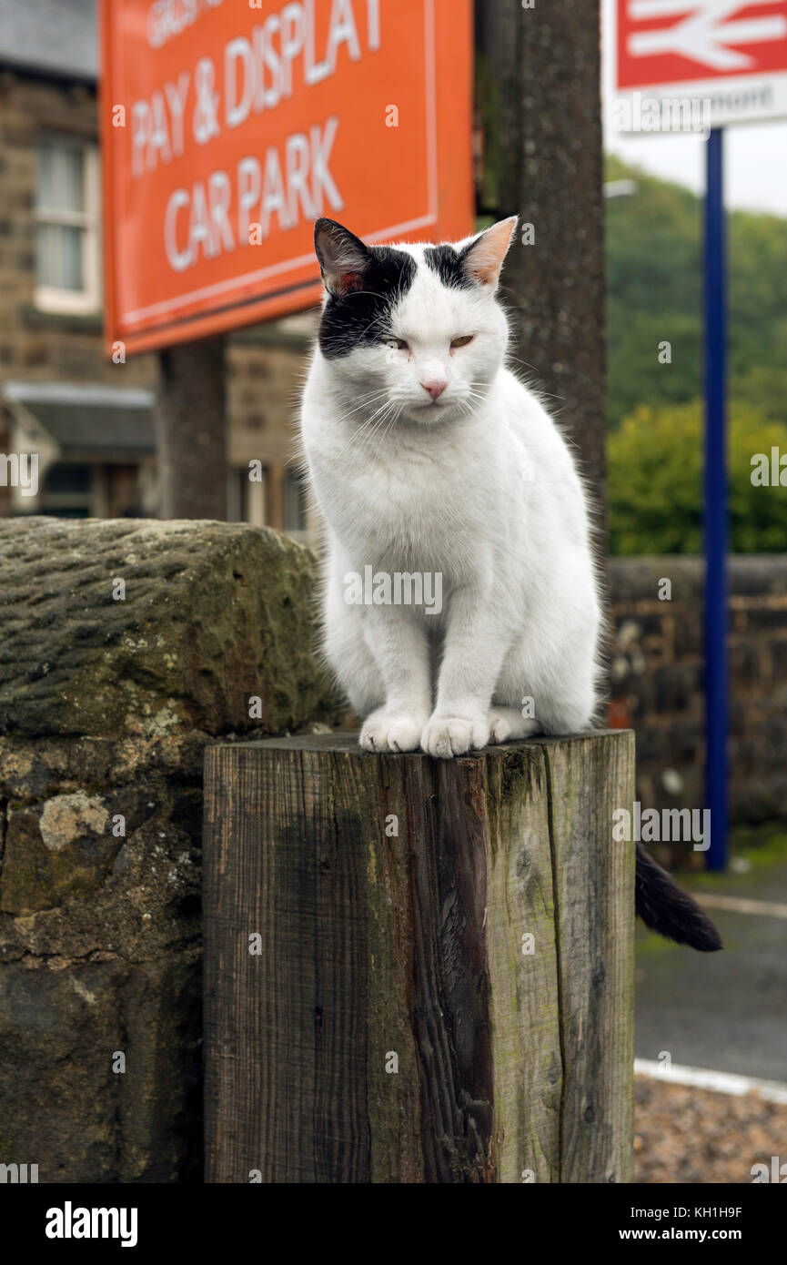 The Station Cat at Grosmont Station, North Yorkshire Stock Photo - Alamy