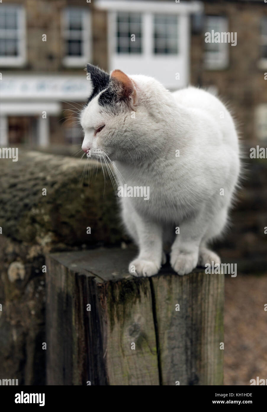 The Station Cat at Grosmont Station, North Yorkshire Stock Photo - Alamy