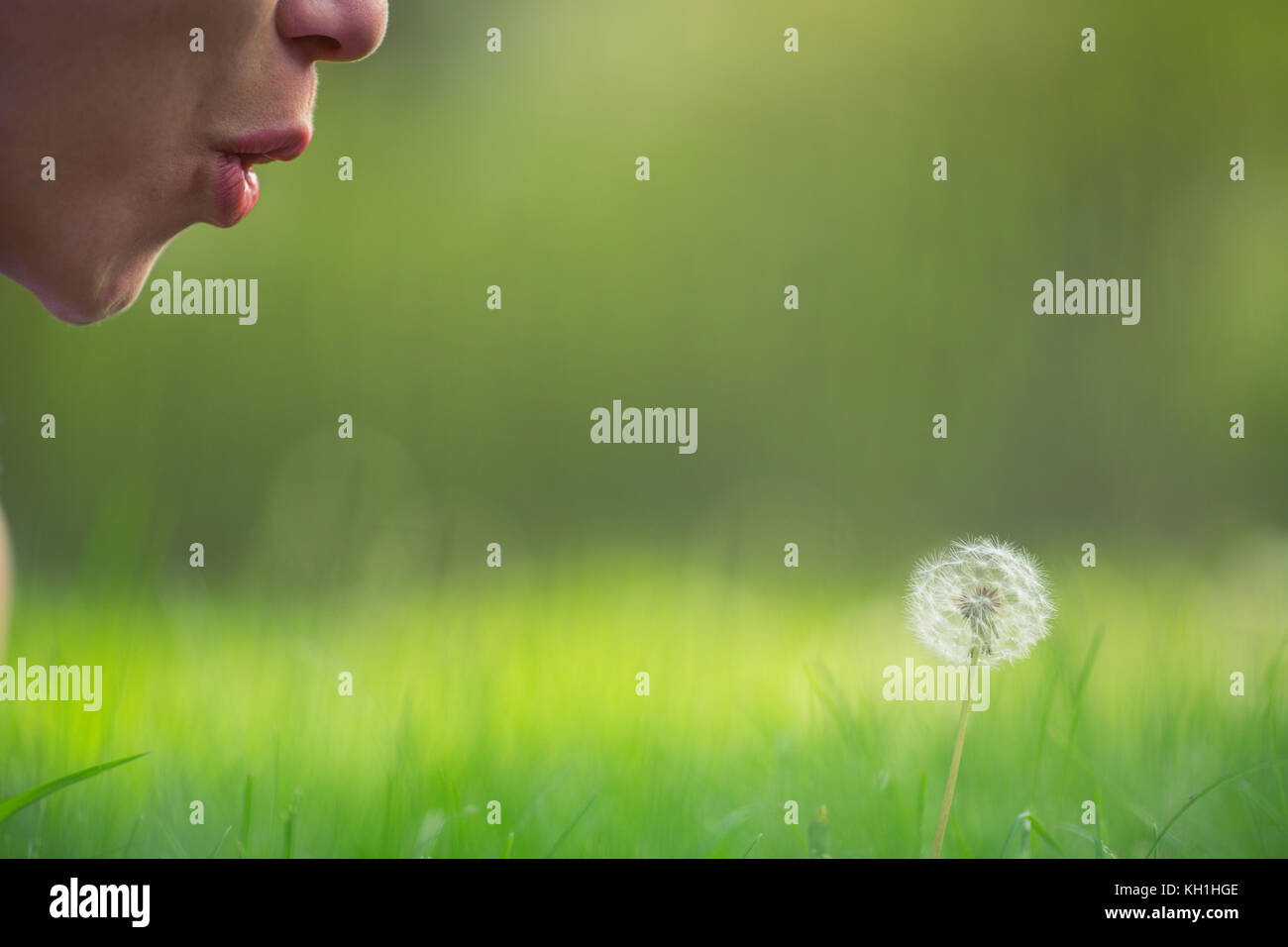 Blowing dandelion silhouette hi-res stock photography and images - Alamy
