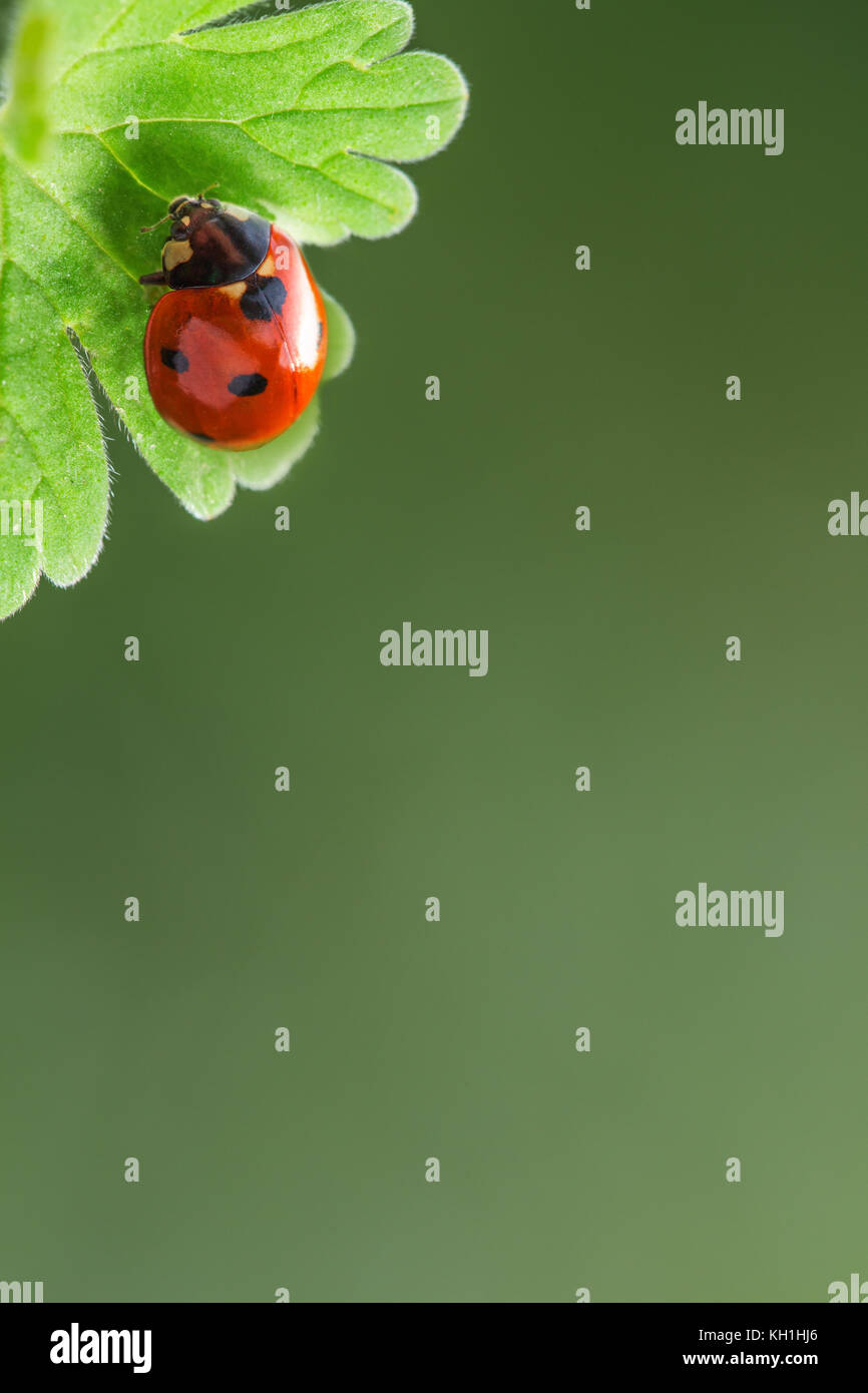 Ladybug leaf hi-res stock photography and images - Alamy