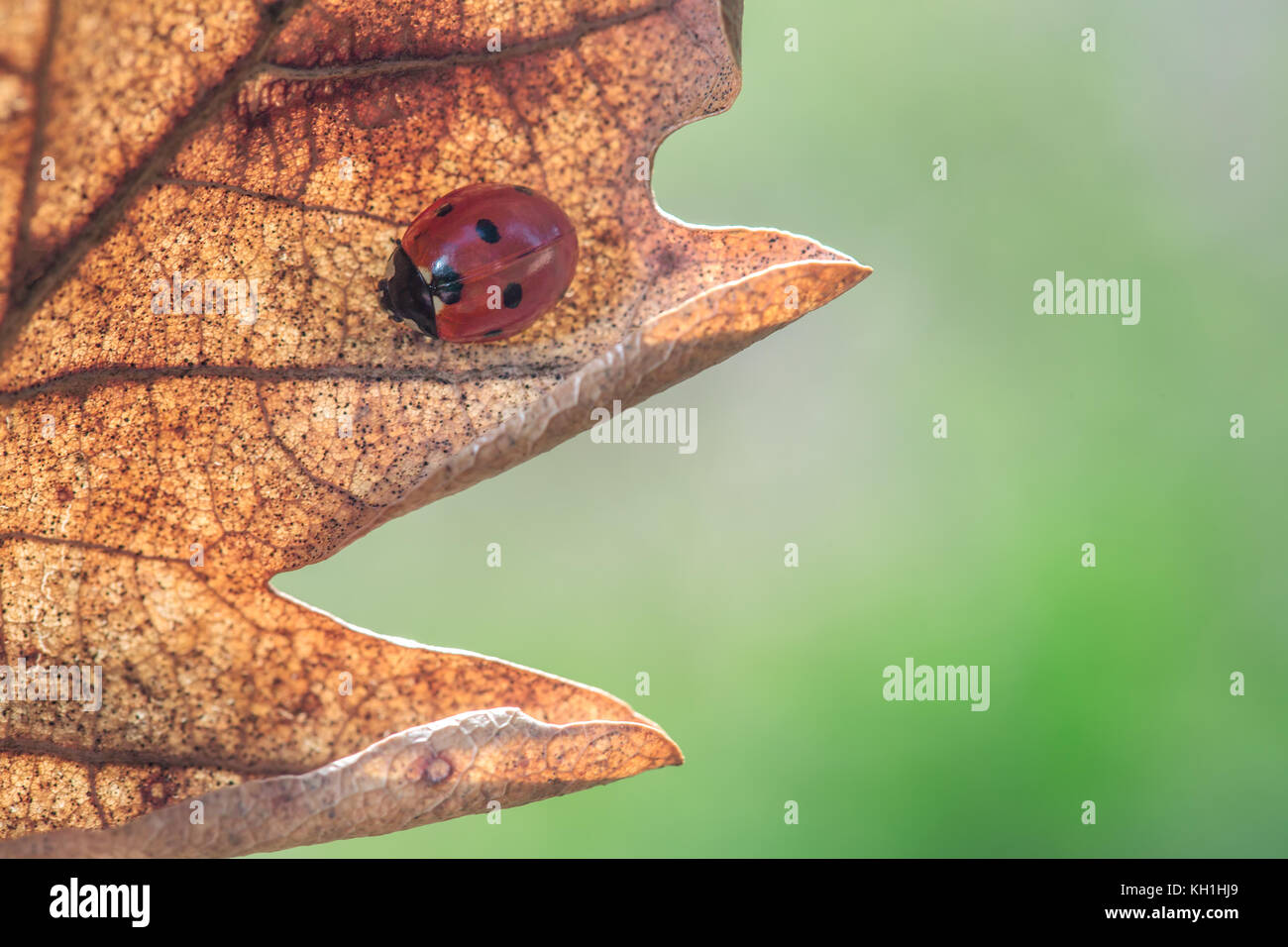 Ladybug leaf hi-res stock photography and images - Alamy