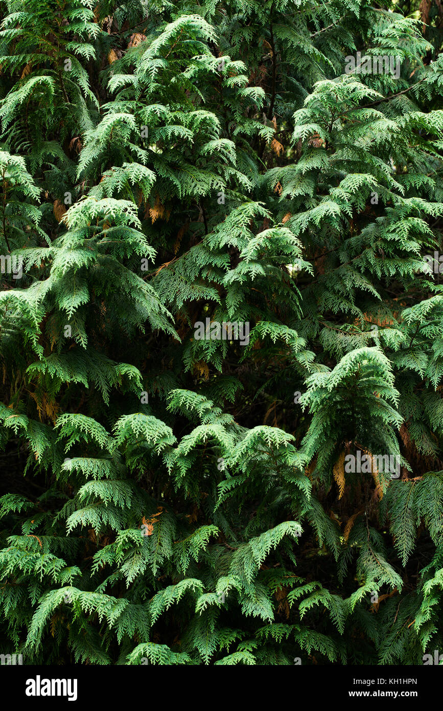 Conifer Plants Details Stock Photo - Alamy