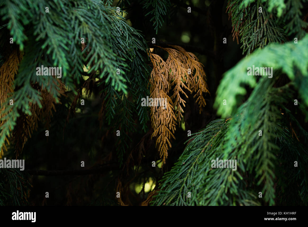 Conifer Plants Details Stock Photo - Alamy