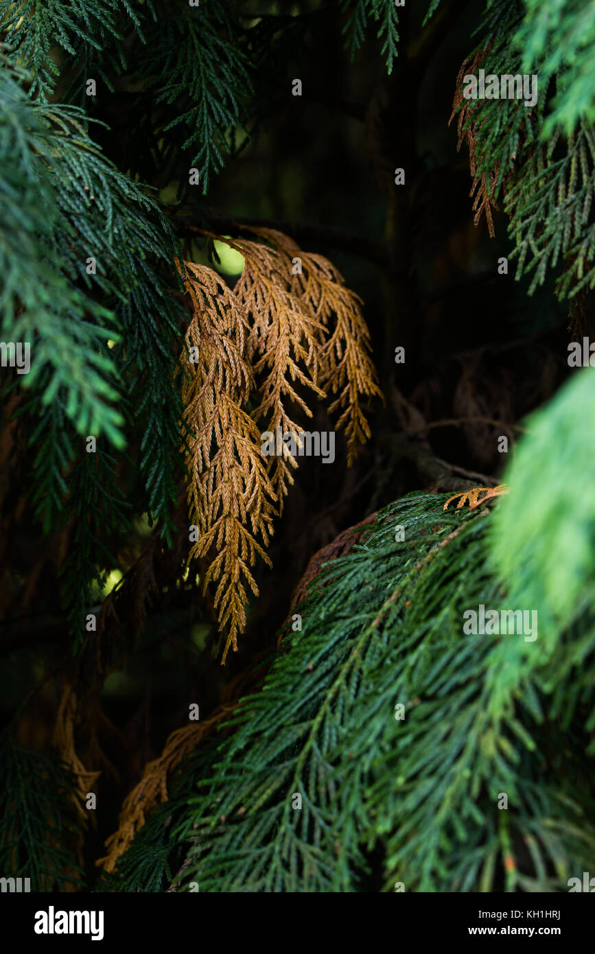 Conifer Plants Details Stock Photo - Alamy