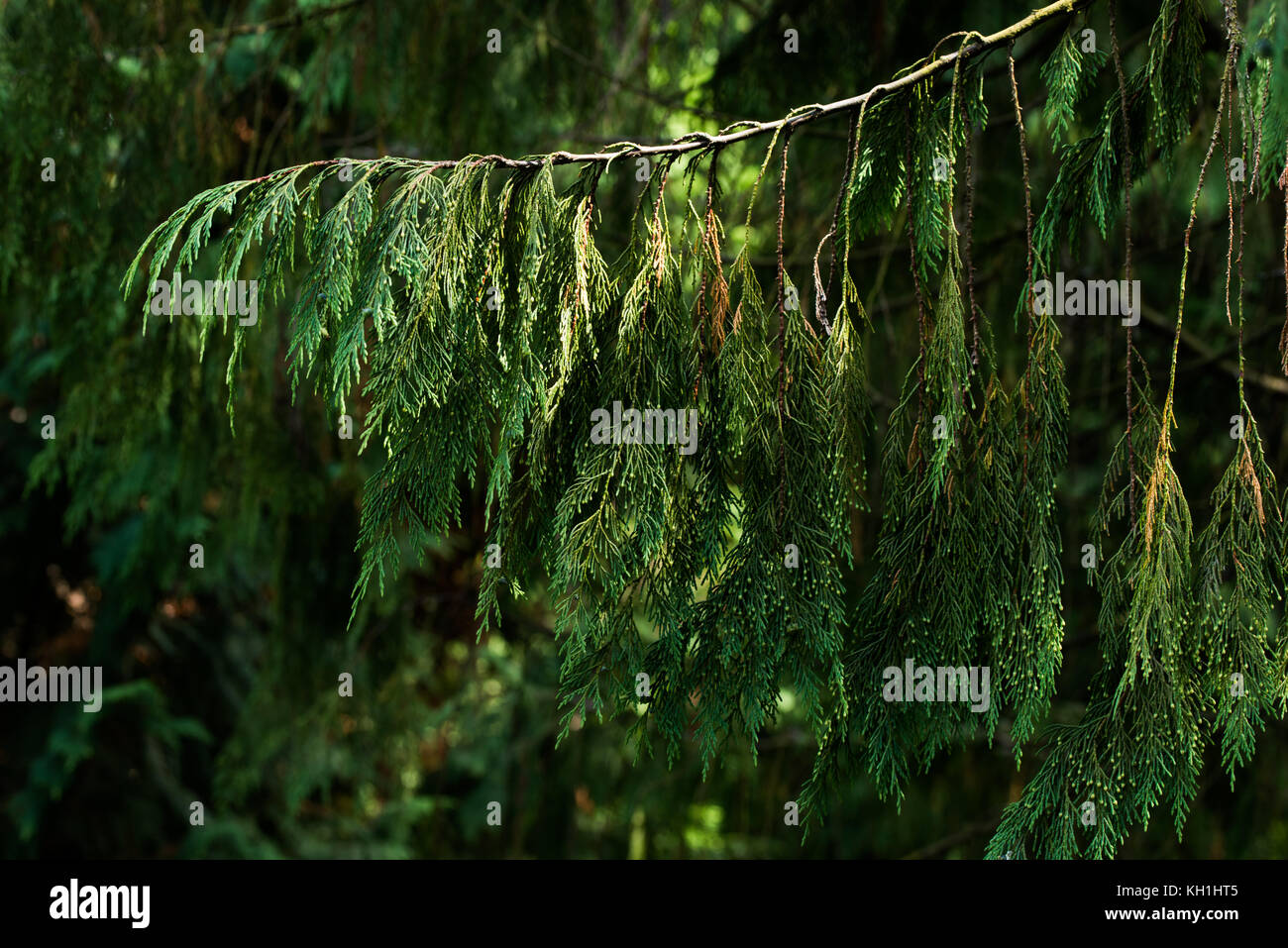 Conifer Plants Details Stock Photo - Alamy