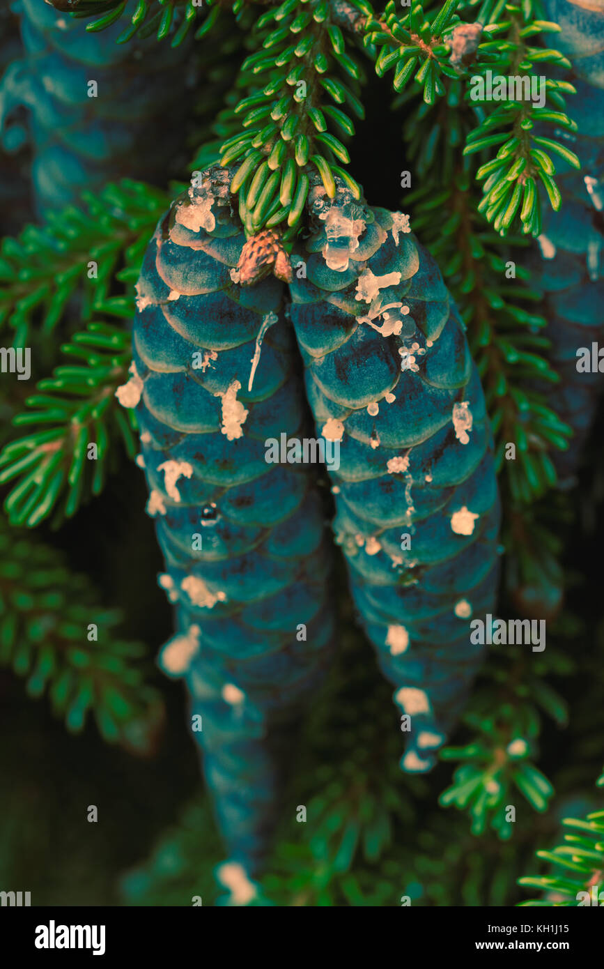 Conifer Plants Details Stock Photo - Alamy