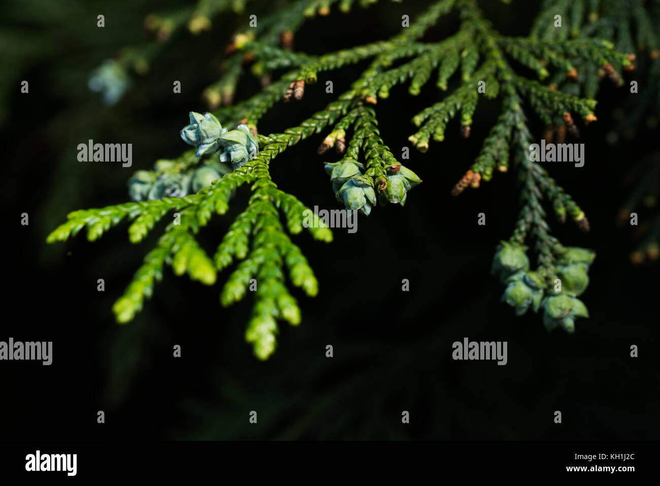 Conifer Plants Details Stock Photo - Alamy