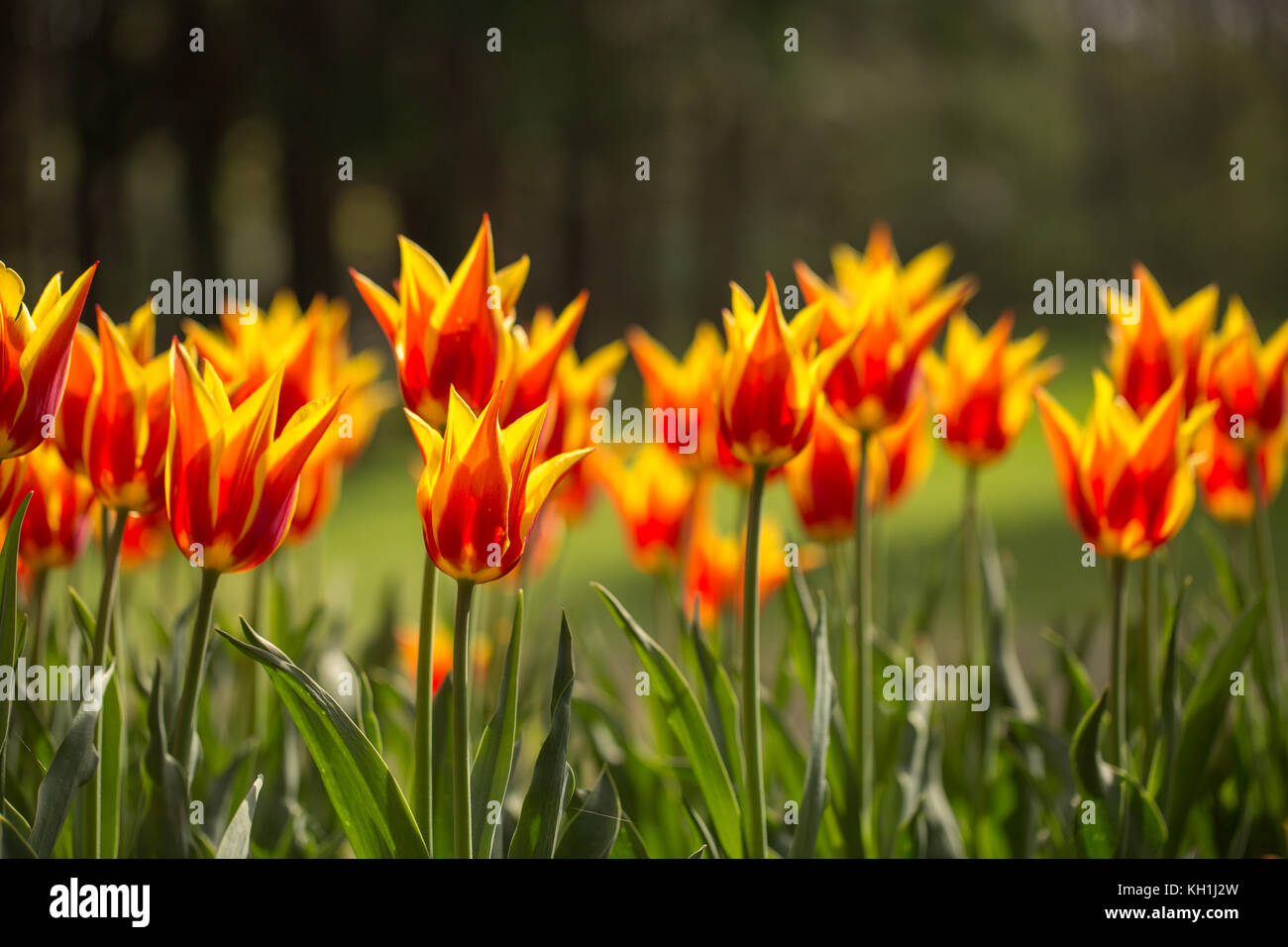Tulip. Garden of beautiful colorful tulips in spring Stock Photo - Alamy
