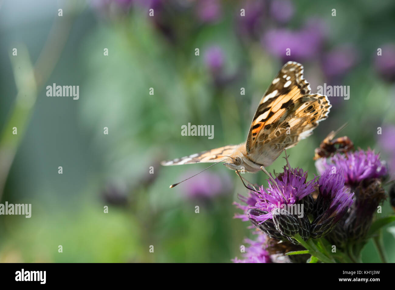 Beige insect hi-res stock photography and images - Alamy