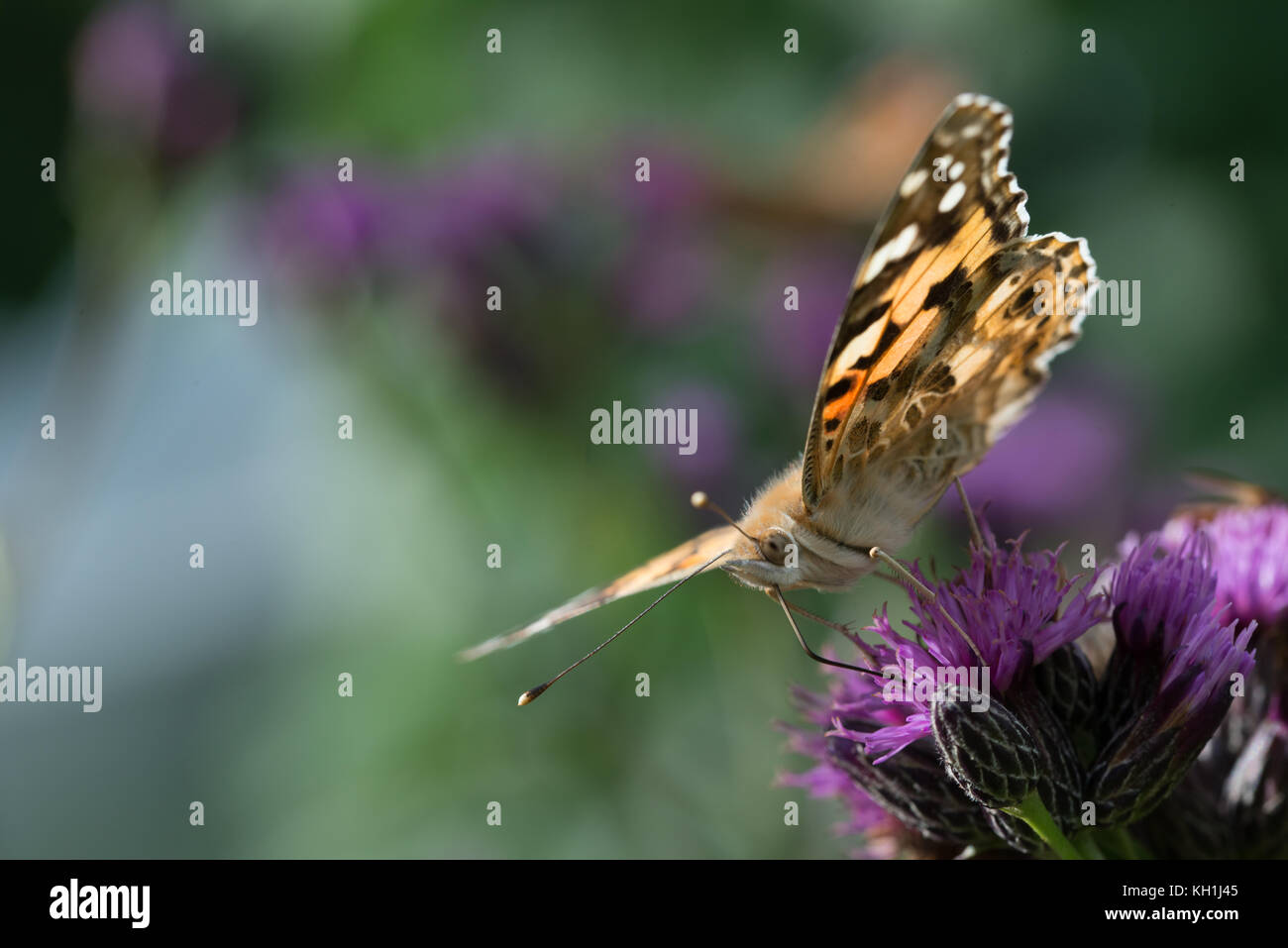 Beige insect hi-res stock photography and images - Alamy