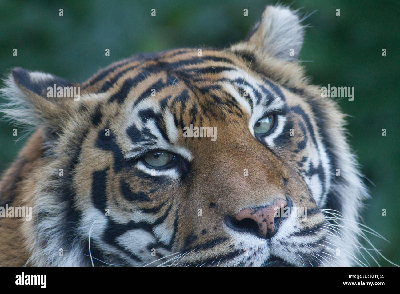 Tiger head hi-res stock photography and images - Alamy