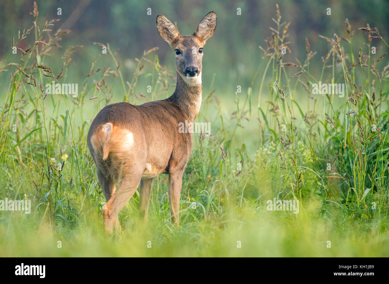 Wild female roe deer in a field Stock Photo - Alamy