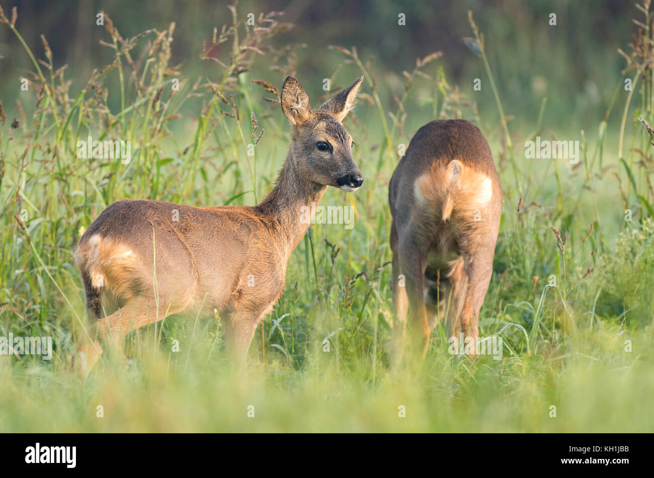 Two wild roe deers in a field Stock Photo - Alamy