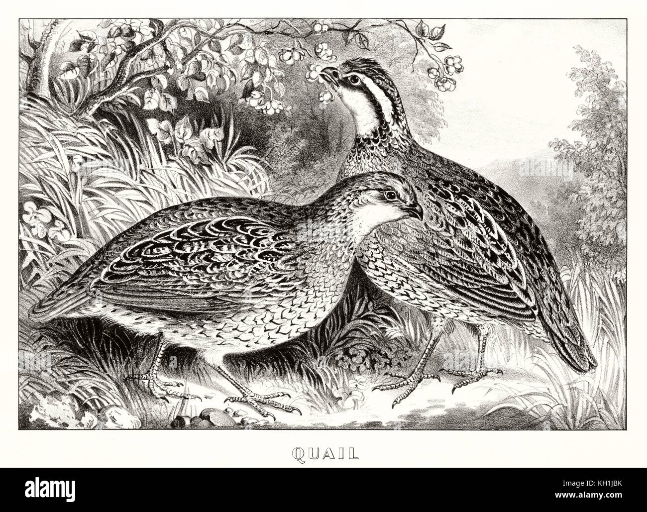 Old illustration of two quails (Coturnix coturnix). By Currier & Ives ...