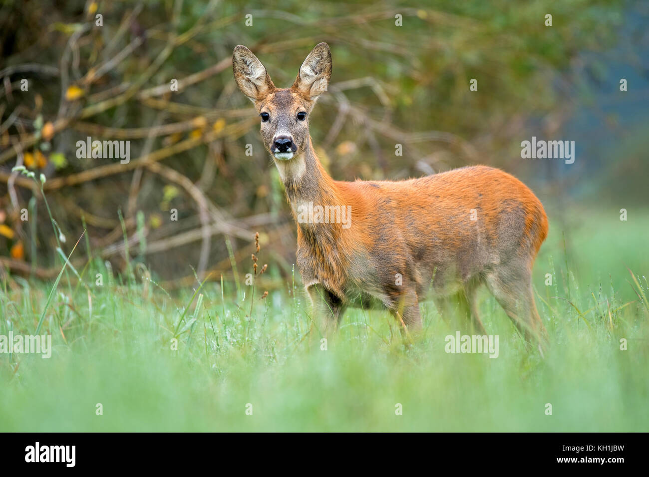 Wild female roe deer in a field Stock Photo - Alamy