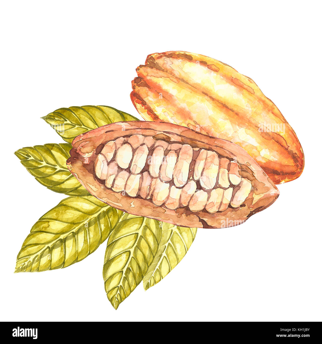 Set of botanical illustration. Watercolor cocoa fruit collection ...