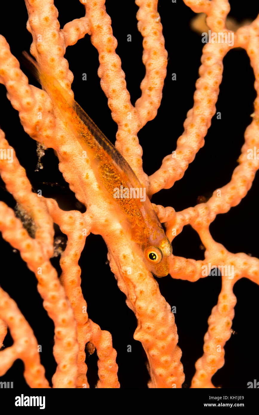 Whip Goby High Resolution Stock Photography and Images - Alamy