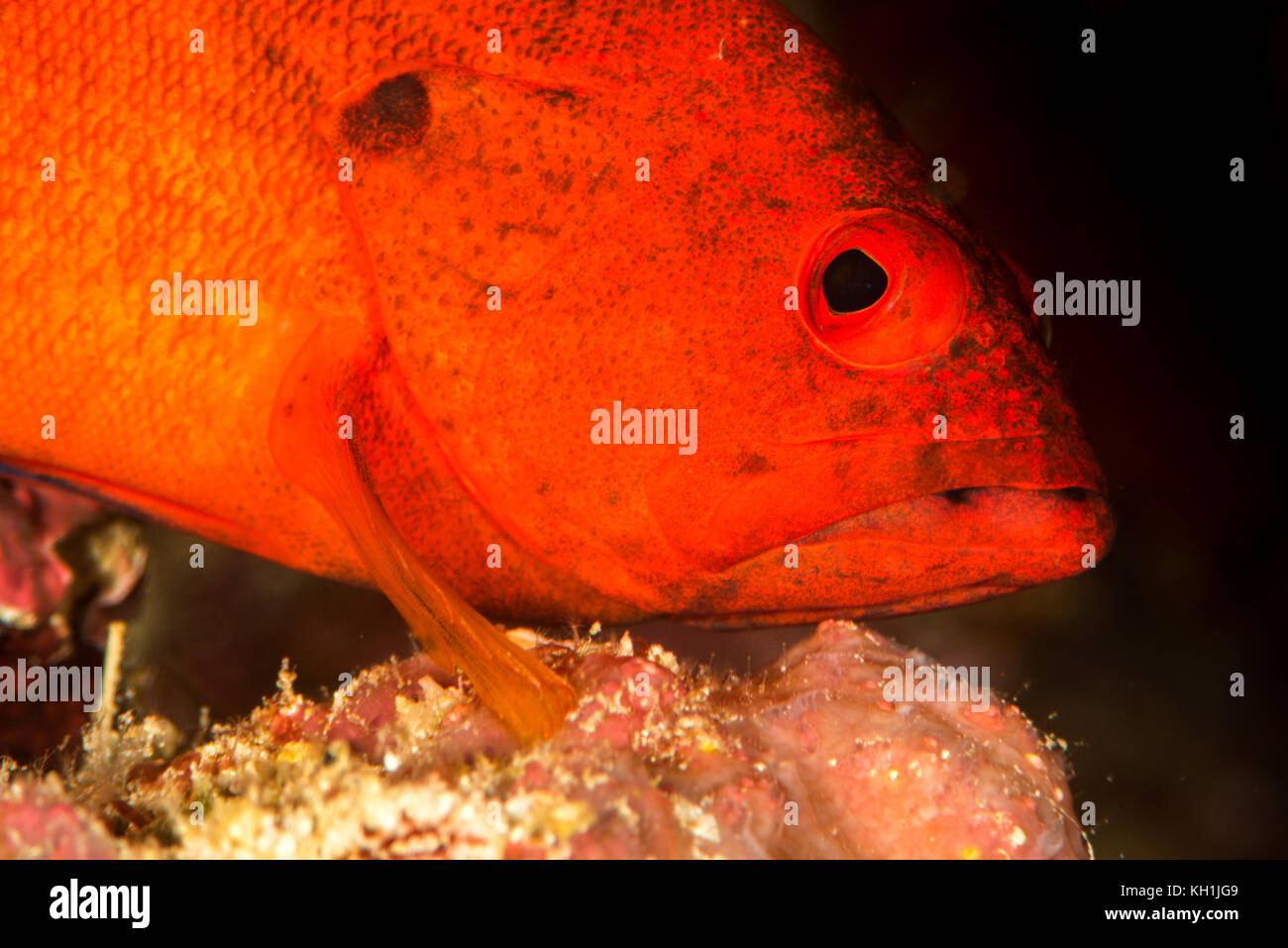 Strawberry grouper fish hi-res stock photography and images - Alamy