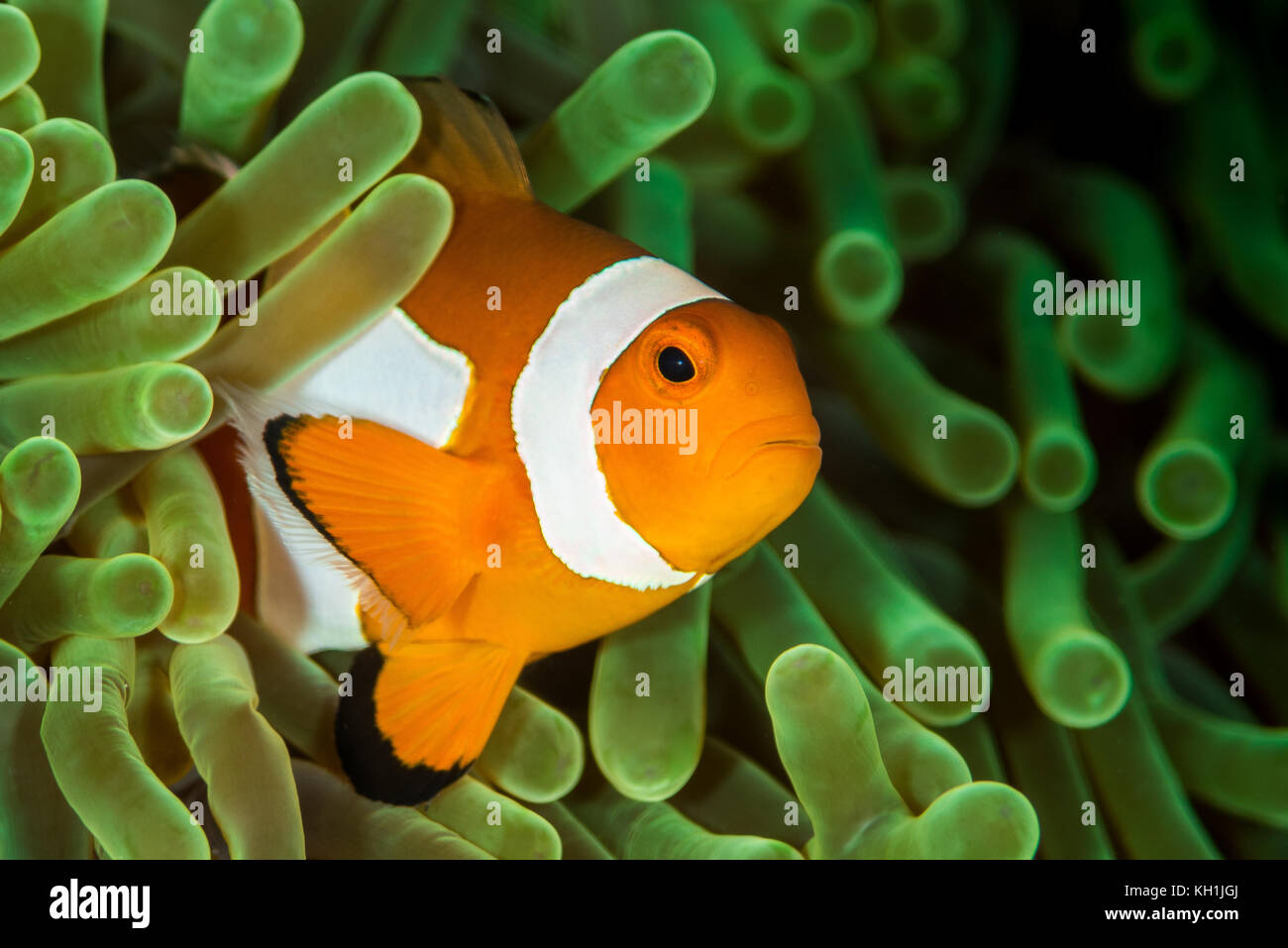 False anemonefish hi-res stock photography and images - Alamy