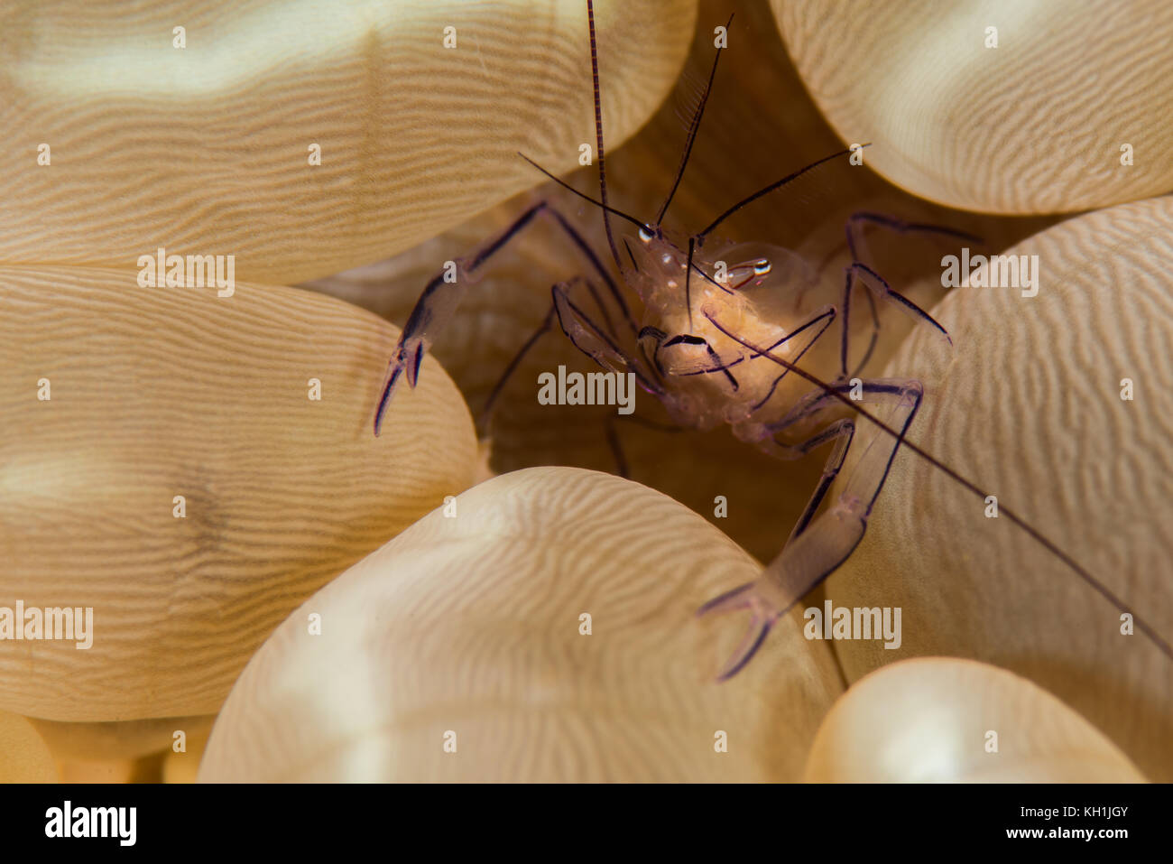 Bubble shrimp hi-res stock photography and images - Alamy