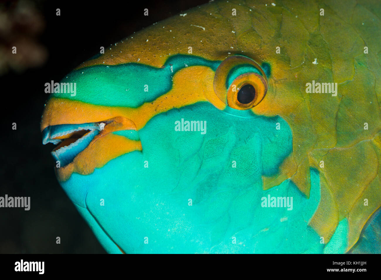 Black parrotfish hi-res stock photography and images - Alamy