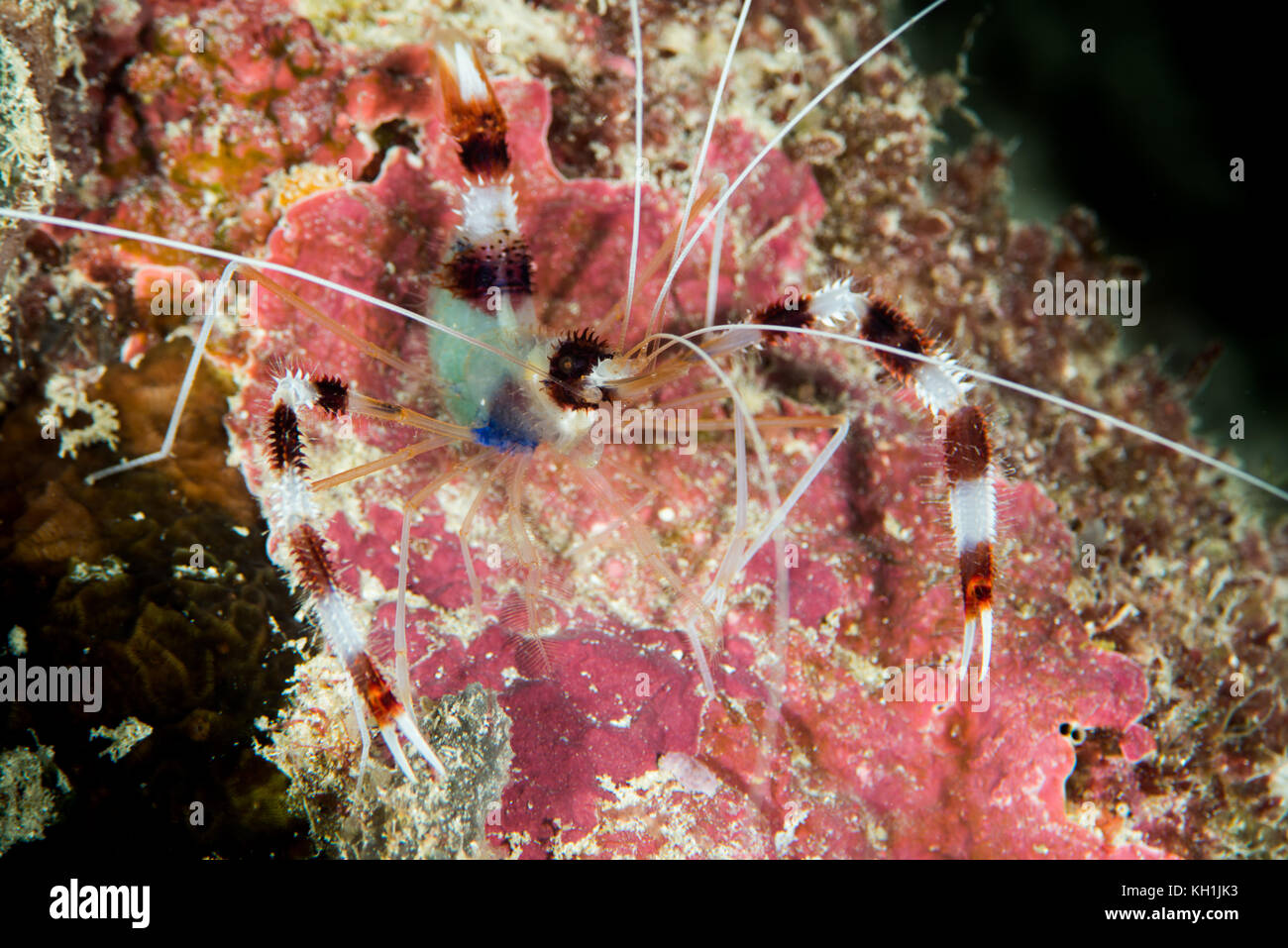 White banded coral shrimp hi-res stock photography and images - Alamy
