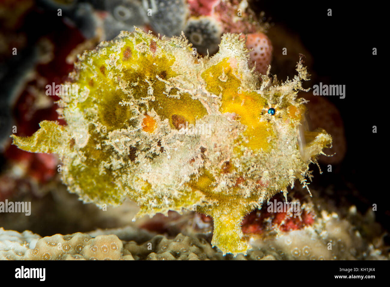 Fractal Fish High Resolution Stock Photography and Images - Alamy