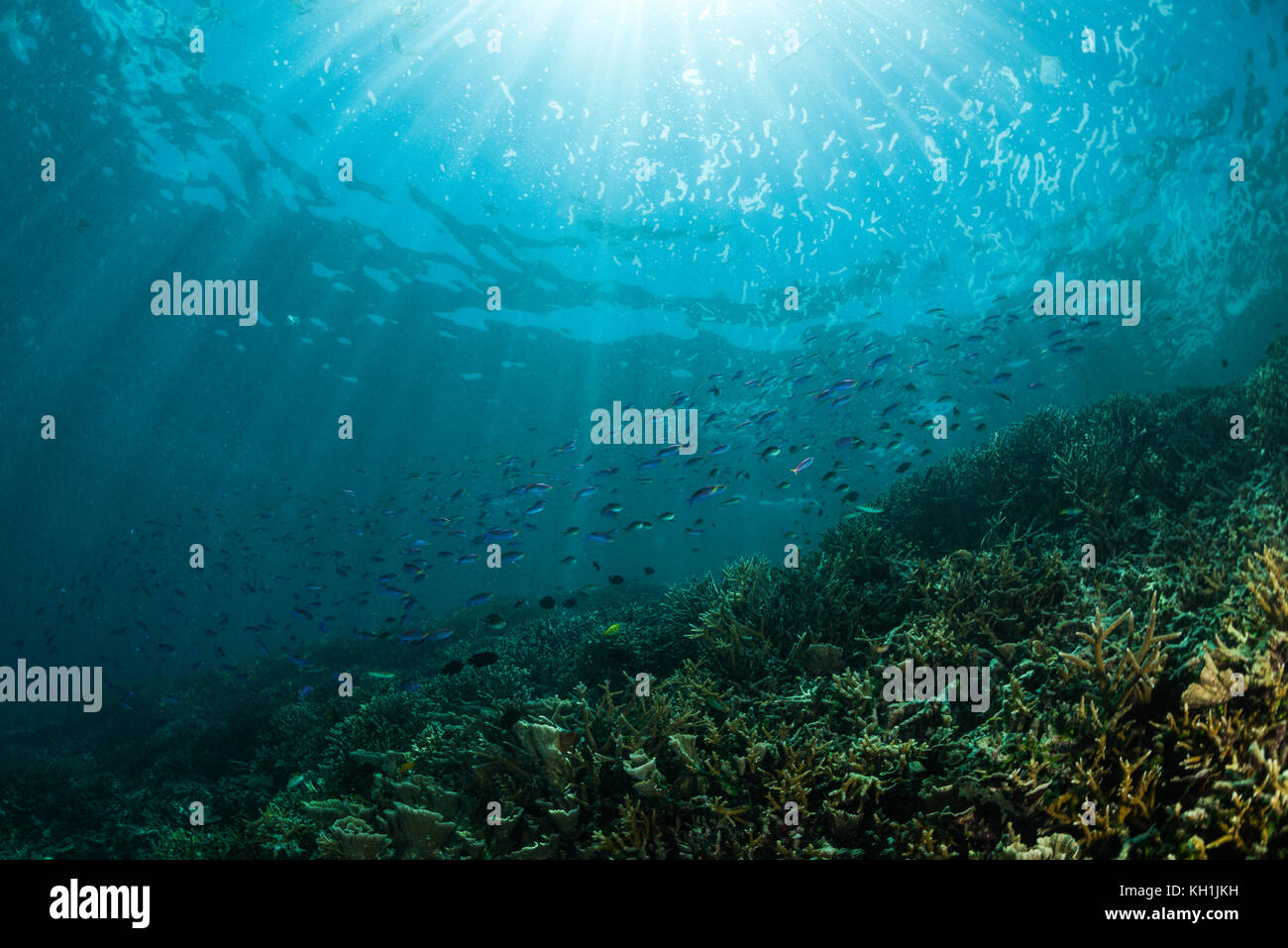 Reef diving blue sun rays sea hi-res stock photography and images - Alamy