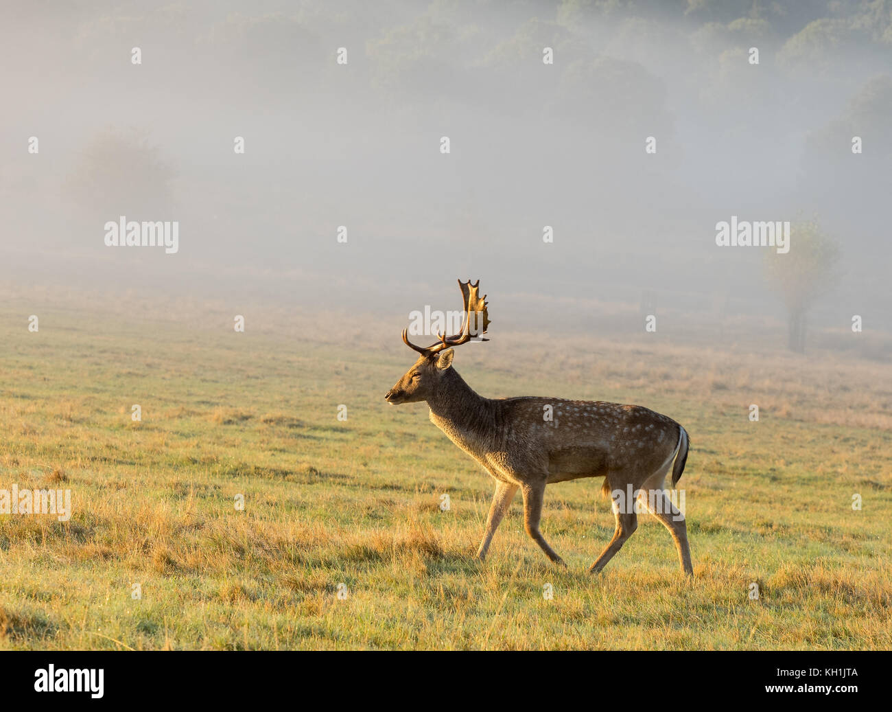 Richmond park wildlife 2016 Stock Photo - Alamy
