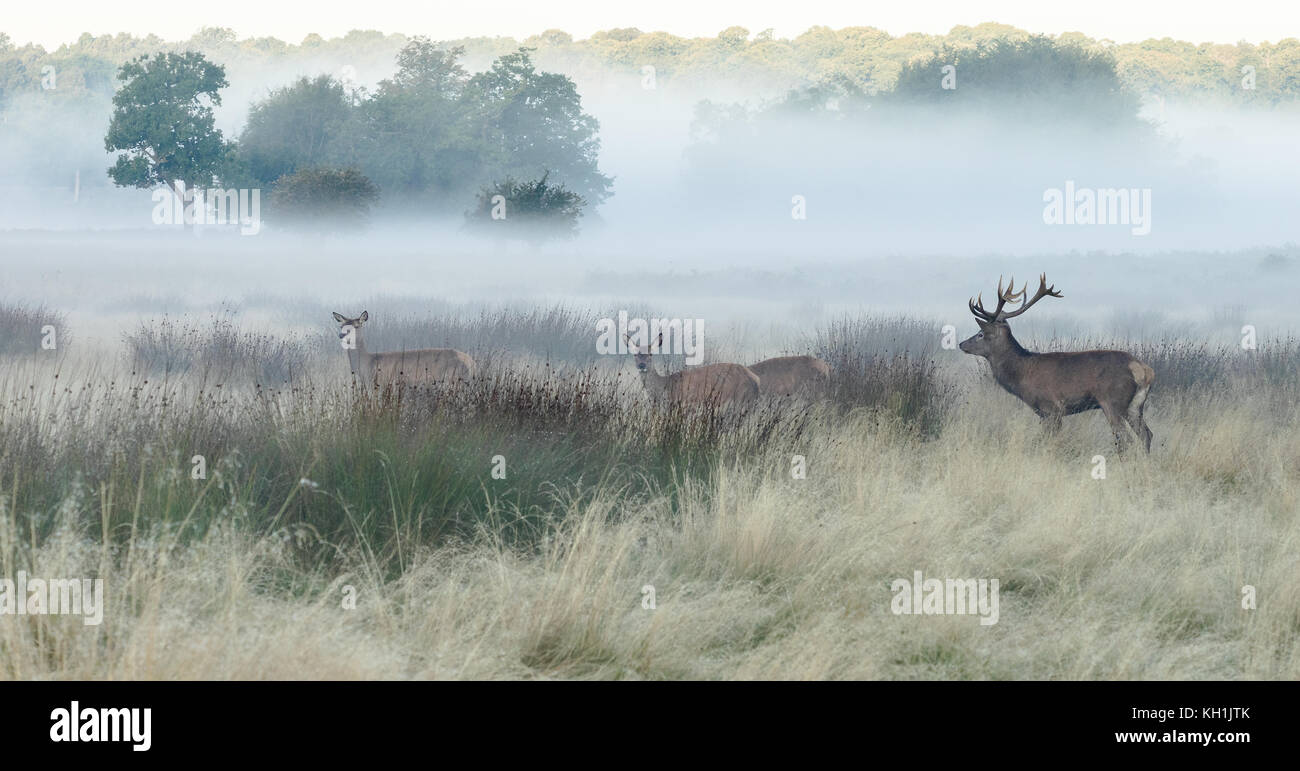 Richmond park wildlife 2016 Stock Photo - Alamy