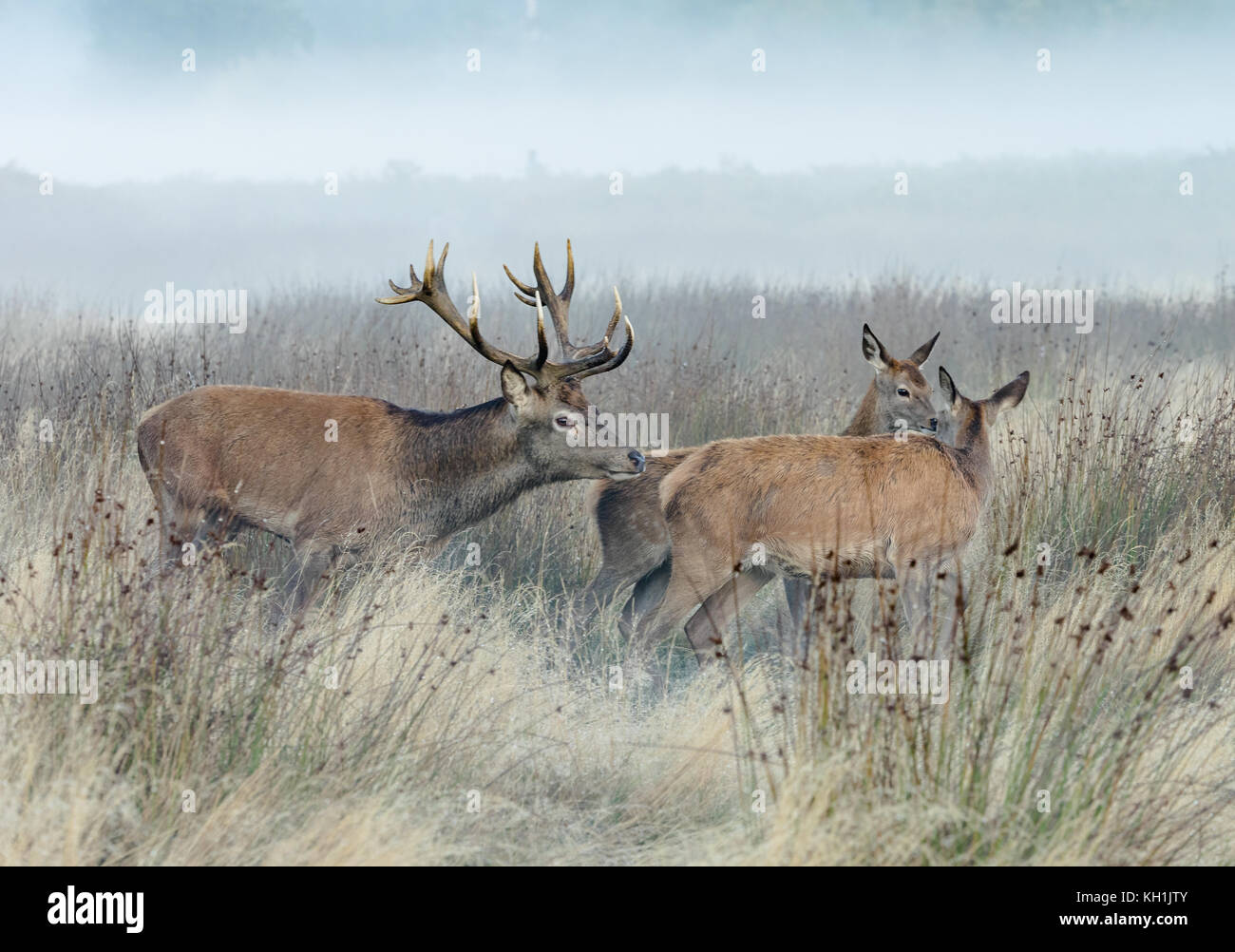 Richmond park wildlife 2016 Stock Photo - Alamy