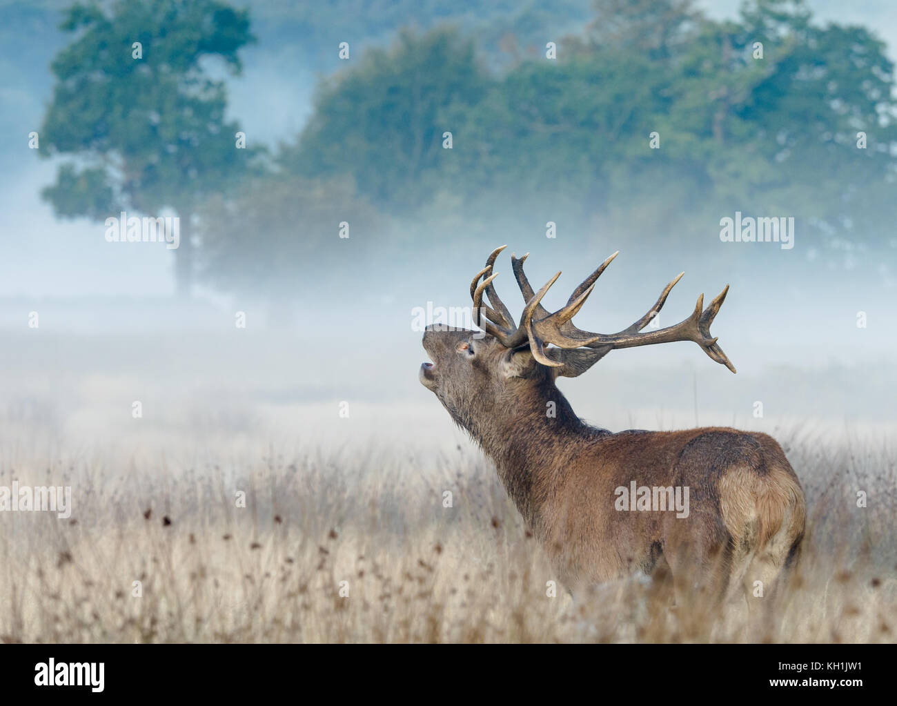 Richmond park wildlife 2016 Stock Photo - Alamy