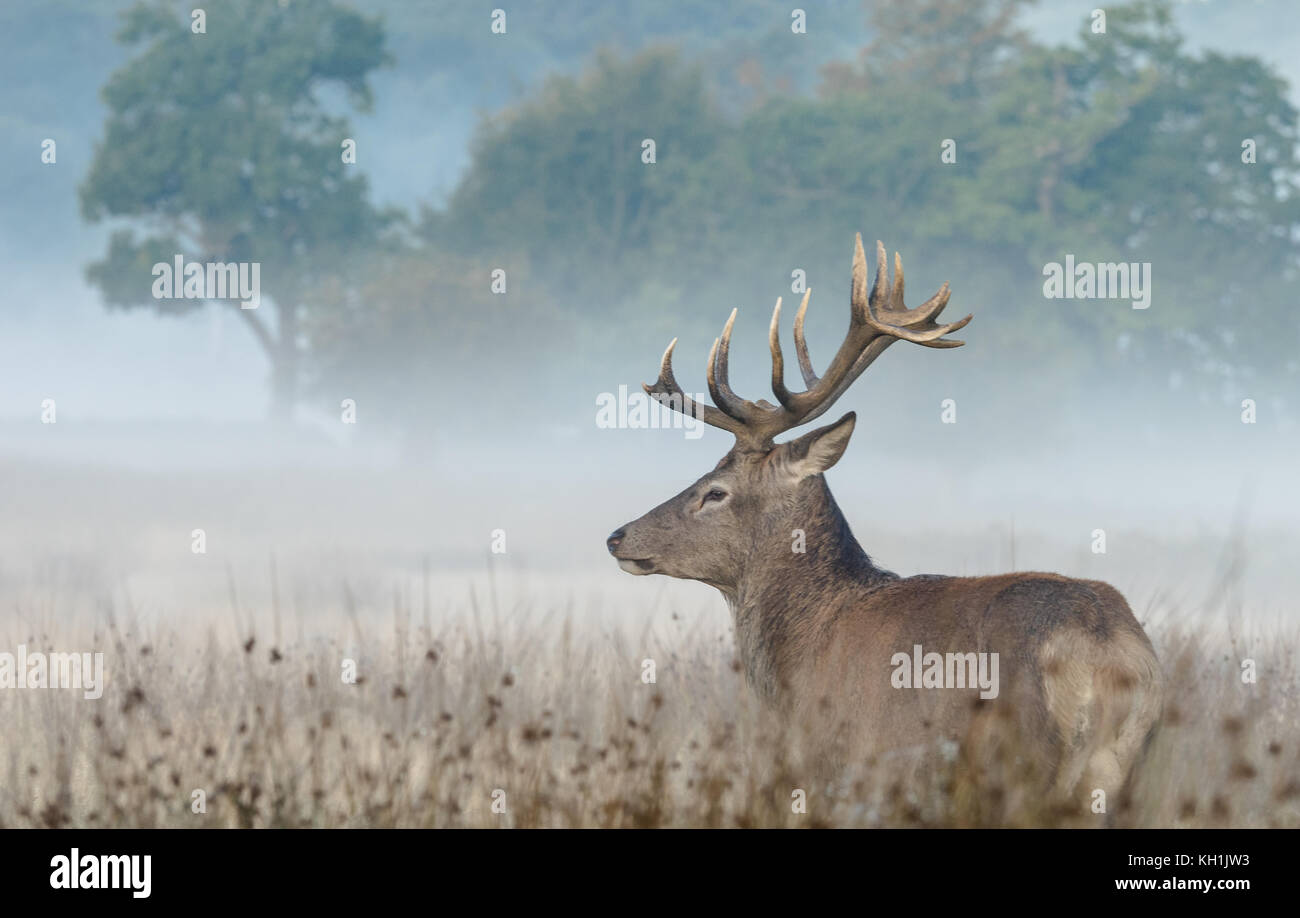 Richmond park wildlife 2016 Stock Photo - Alamy