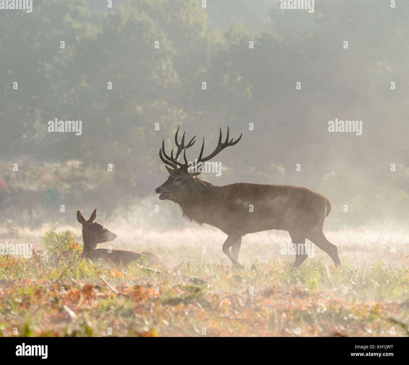 Richmond park wildlife 2016 Stock Photo - Alamy
