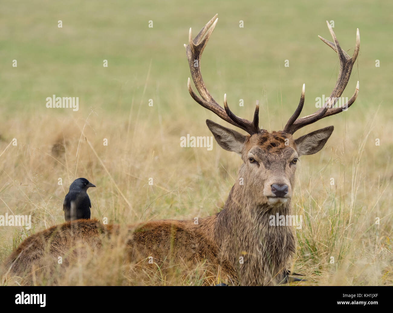 Richmond park wildlife 2016 Stock Photo - Alamy
