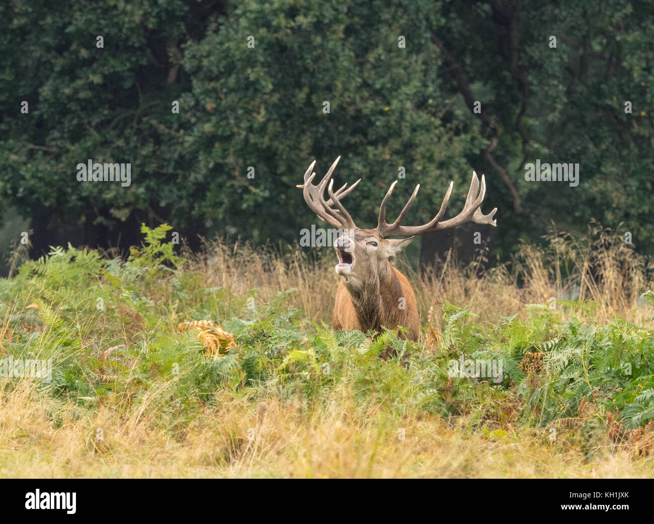 Richmond park wildlife 2016 Stock Photo - Alamy