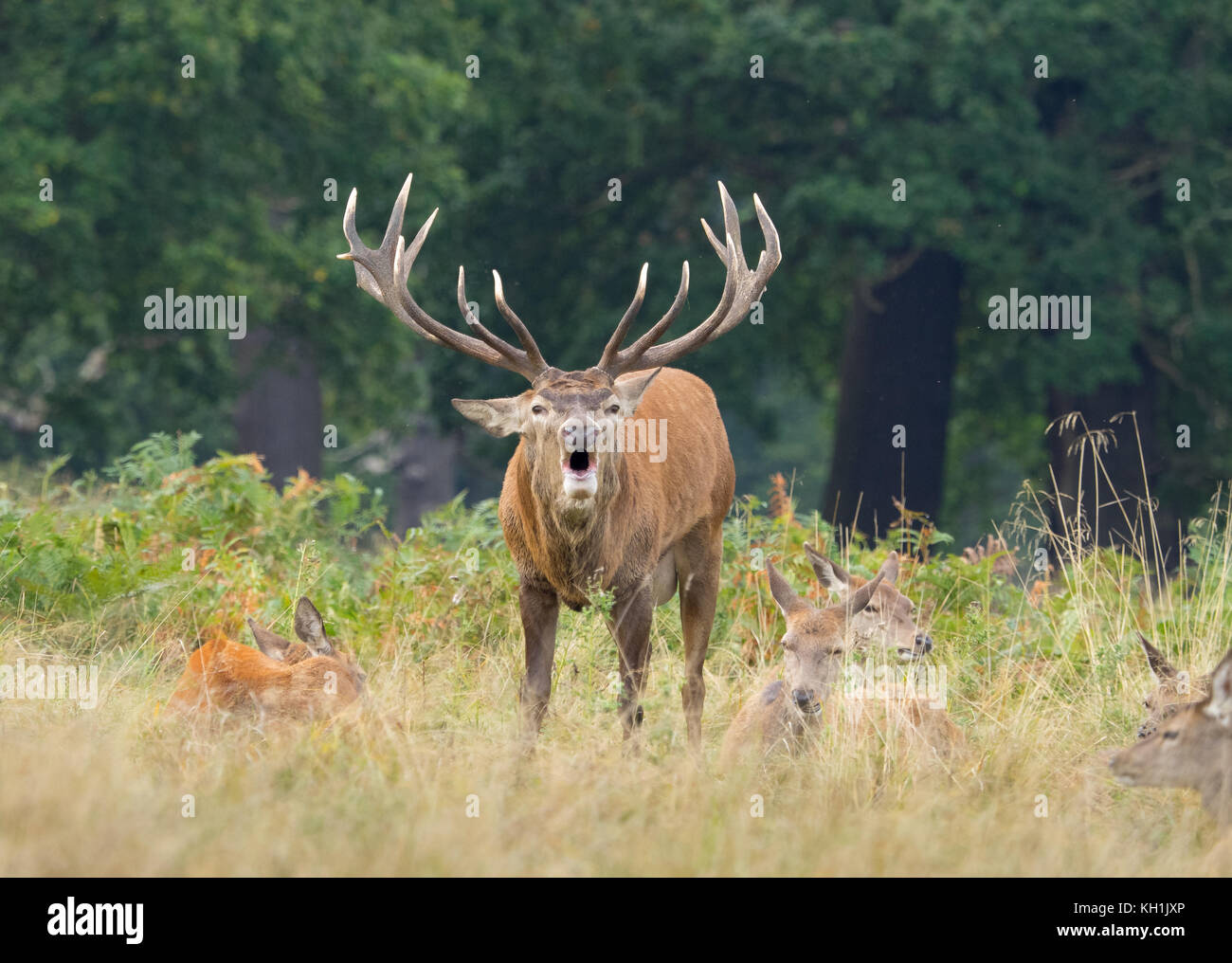 Richmond park wildlife 2016 Stock Photo - Alamy