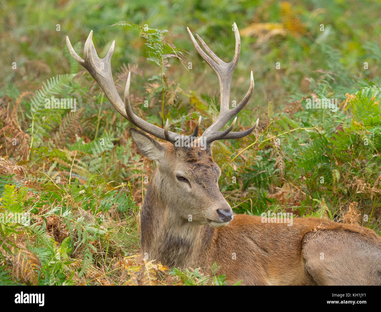 Richmond park wildlife 2016 Stock Photo - Alamy