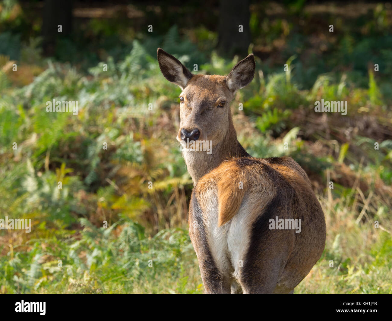 Richmond park wildlife 2016 Stock Photo - Alamy
