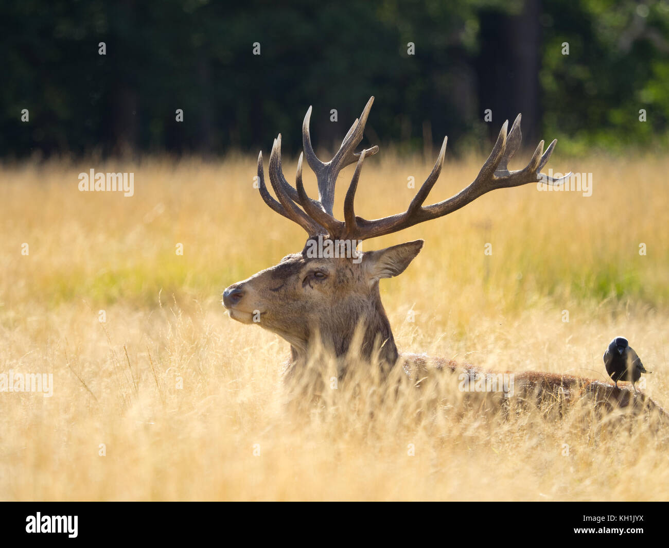 Richmond park wildlife 2016 Stock Photo - Alamy