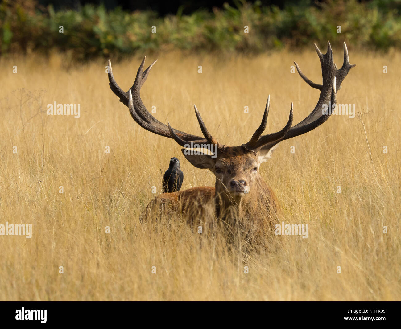 Richmond park wildlife 2016 Stock Photo - Alamy